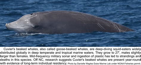 Cuviers Beaked Whale Aka Goose Beaked Whale From Stranding To Skeletal Display Bonehenge