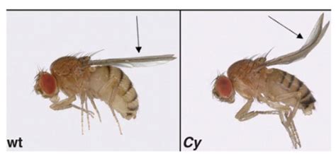 Molecualr Bio Lab Flashcards Quizlet