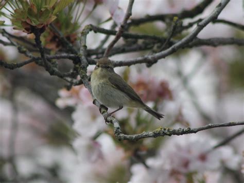 Willow Warbler Zoochat