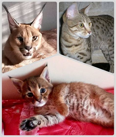 Caracal Cat Hybrid