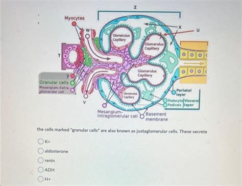 Solved The Cells Marked Granular Cells Are Also Known As