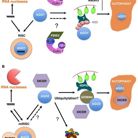 Brahma Associated Factor Baf Complexes During Embryogenesis