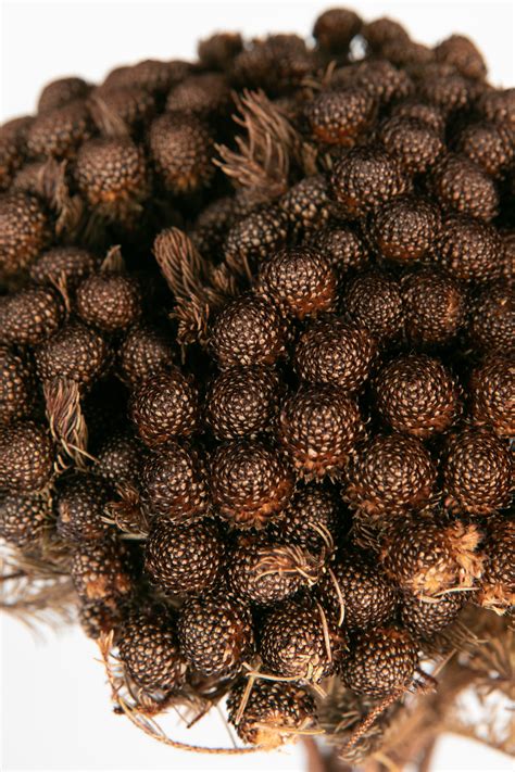 Brunia Albiflora Dry Tinted Brown Wafex