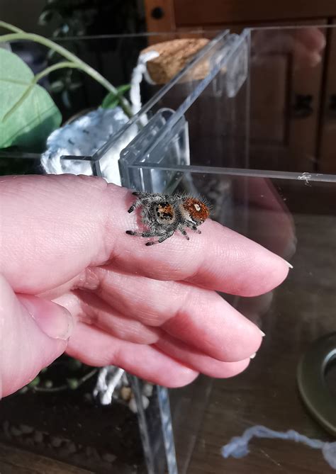 Our First Spider R Jumpingspiders