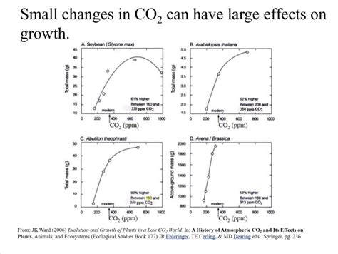 Wildfire Smoke How Does It Affect Your Trees