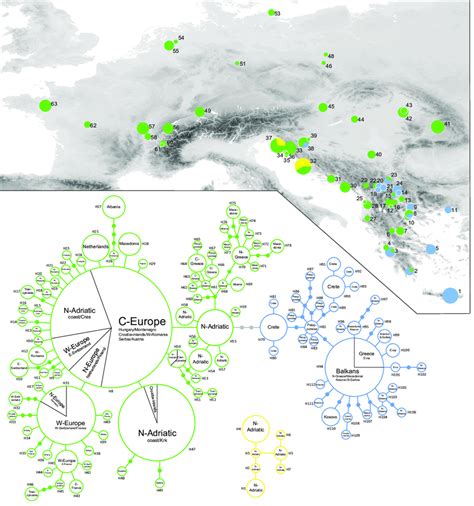 Parsimony Based Haplotype Network Of Mitochondrial Sequences Download Scientific Diagram