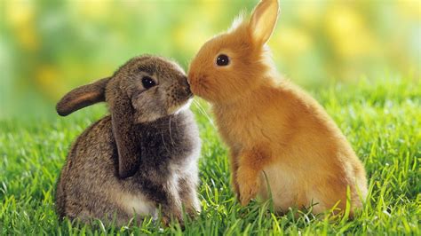 Cute Bunny Wallpapers Top Free Cute Bunny Backgrounds Wallpaperaccess