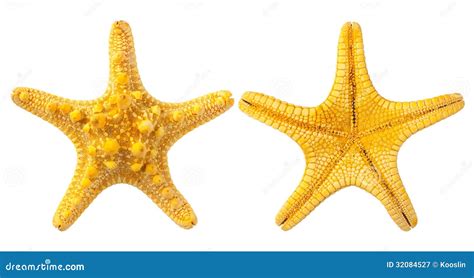 Yellow Starfish Royalty Free Stock Image 62521834