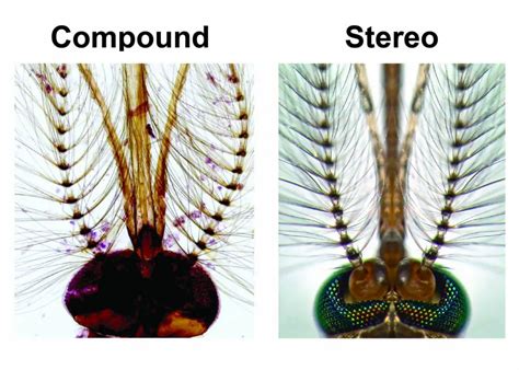 How To Choose The Right Microscope Compound Microscope Vs Stereo
