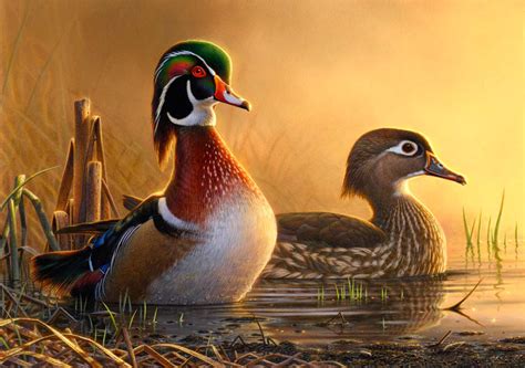 Wood Duck Painting At Explore Collection Of Wood