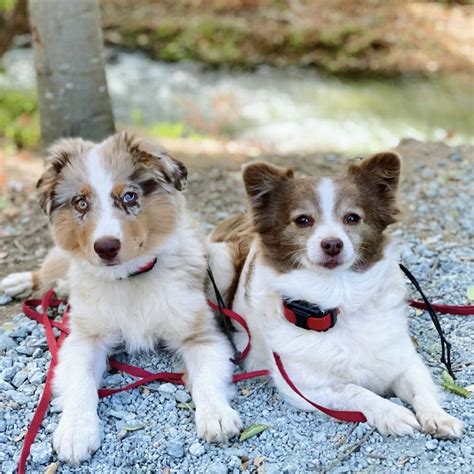 Pomeranian Mini Aussie Mix