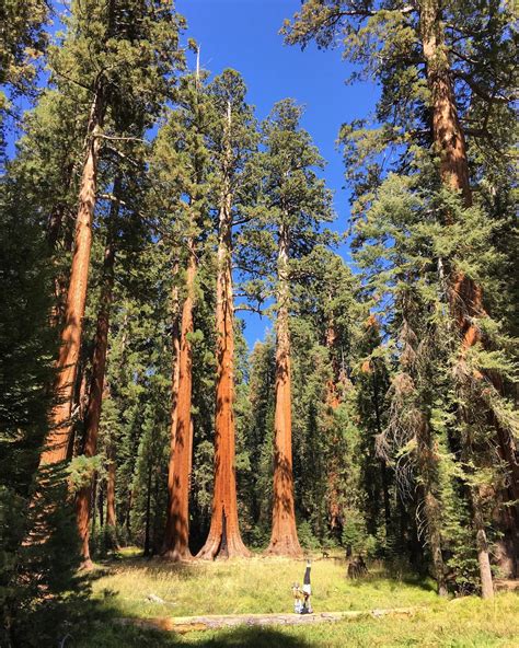 Sensory Overload Sequoia National Park Giant Trees And Marble Caverns