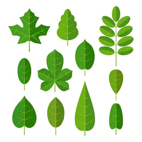 Premium Vector Set Leaf Vector Flat Color Illustration Isolated White Background