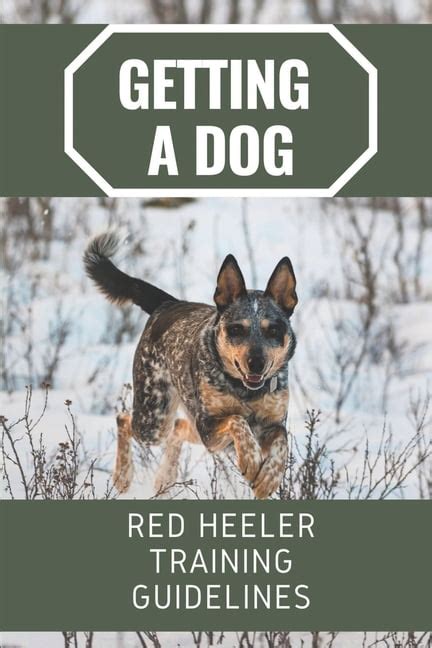 Getting A Dog Red Heeler Training Guidelines Red Heeler Training