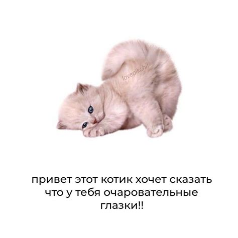 пикчи💗 Cats Cute Fun