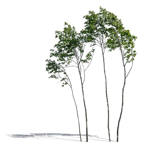 Group Of Small Alder Trees Vishopper