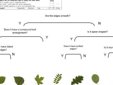Free Leaf Classification Worksheet Download Free Leaf Classification