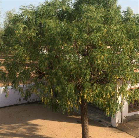 Neem Tree Plant A Tree Of Neem Greenverz
