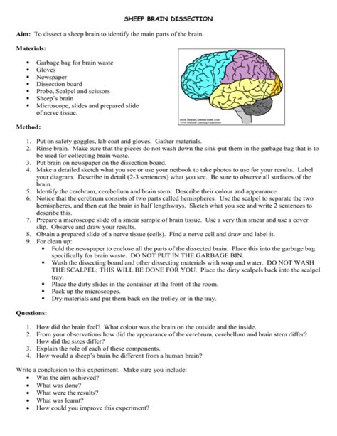 Sheep Brain Dissection Worksheet Amemyid
