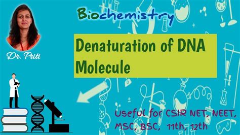 Denaturation Of Dna I Dna Denaturation I Dr Priti Youtube