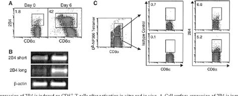 Figure 1 From Cutting Edge Regulation Of Cd8 T Cell Proliferation By