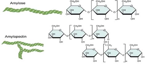 Amylose And Amylpectin Polymers Of Glucose In Corn Starch Download Scientific Diagram