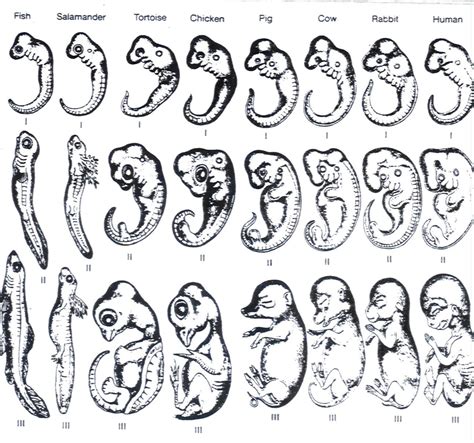 Animal Fetus Development