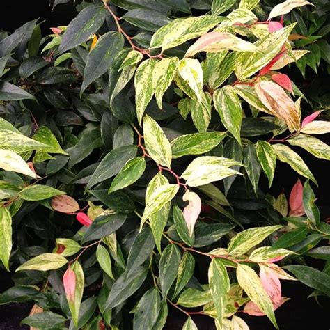 Rainbow Drooping Leucothoe For Sale Online The Tree Center