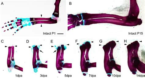 Time Course Of Amputation Callus Formation In P1 Neonatal Mice The Download Scientific Diagram