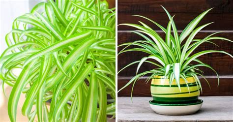 7 Plantas De Interior Que Eliminan Los Malos Olores De La Casa