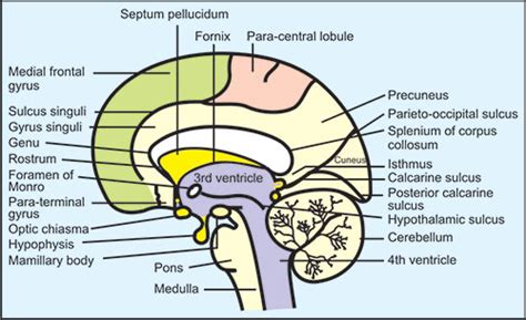 Hypothalamic Sulcus