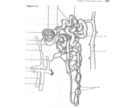 Labeling Nephron Quiz