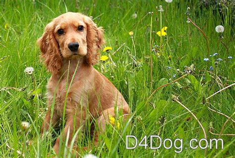 Ruby Cute Cocker Spaniel