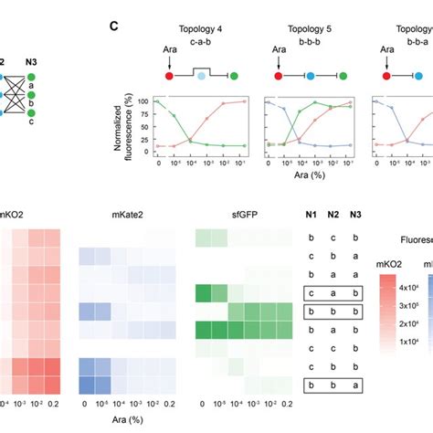 Combinatorial Assembly Of 3 Node Networks A Schema Depicting All 27