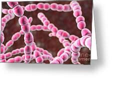 Streptococcus Thermophilus Bacteria Photograph By Kateryna Kon Science