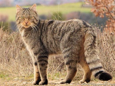 Le Chat Sauvage Européen Felis Silvestris