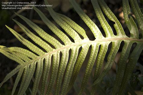 Plantfiles Pictures Polypodium Lepidotrichum 1 By Cretaceous