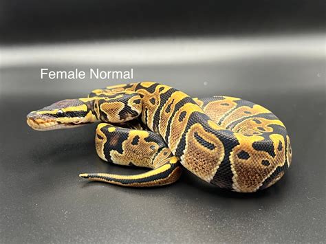 Normal Ball Python By Parsons Pythons Morphmarket