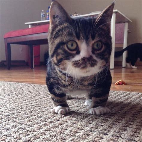 Gatos Famosos Elfie Y Gimli Los Hermanitos Con Dwarfism… Mascotas