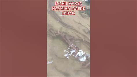 Barsati Kira Youtube