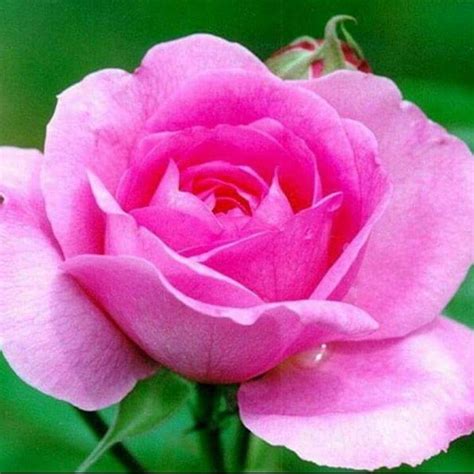 تازه گلچین آیدم لر