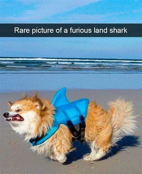 Cute Land Shark Funny Animals Funny Dog Captions Funny Dog Memes