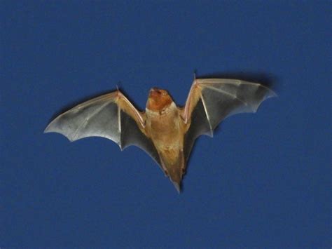 Maryland Biodiversity Project Eastern Red Bat Lasiurus Borealis