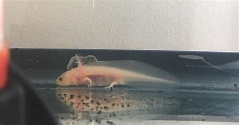 Perro Album On Imgur