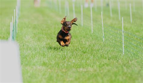 Schnellster Dackel Deutschlands Kommt Aus Der Nähe Von Hamburg Mopo