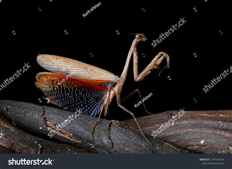 Praying Mantis Wings