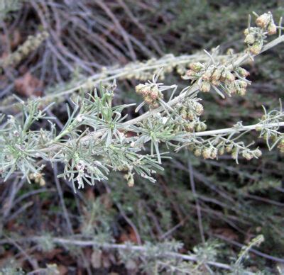 Plants And Geology Point Lobos Foundation