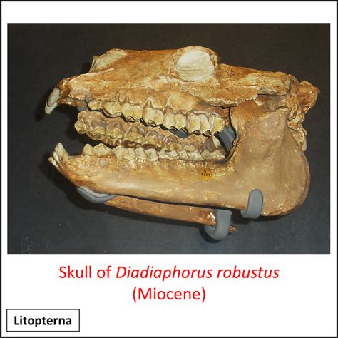 Odd Toed Ungulate Stem Group