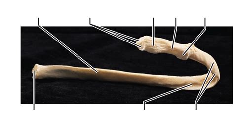 Typical Rib Posterior View Diagram Quizlet