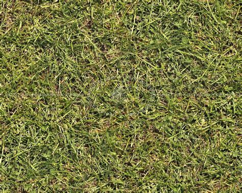 Short Grass Texture